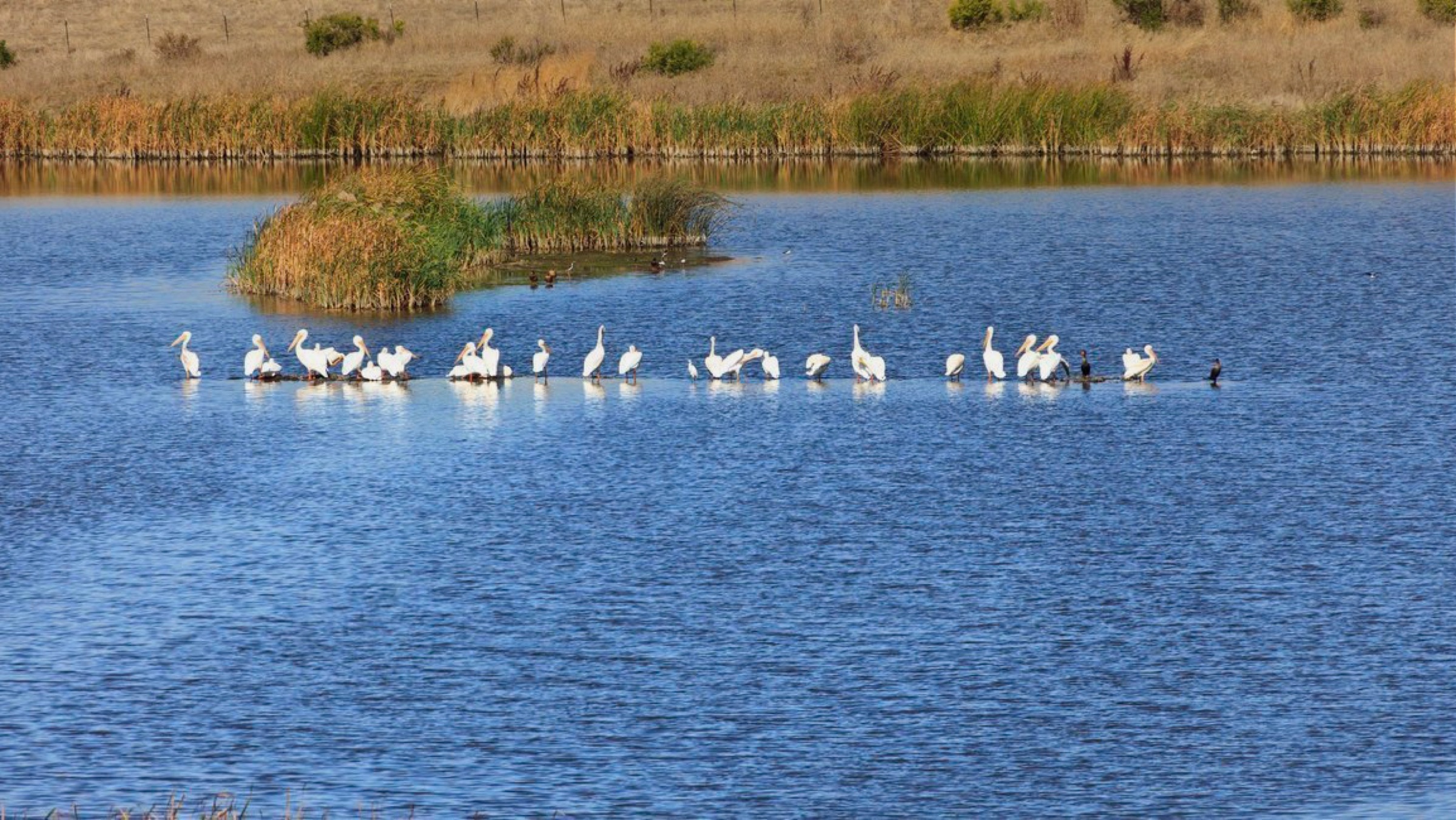 NRG Cedar Bayou EcoCenter Supports a Concerted Effort to Protect ...