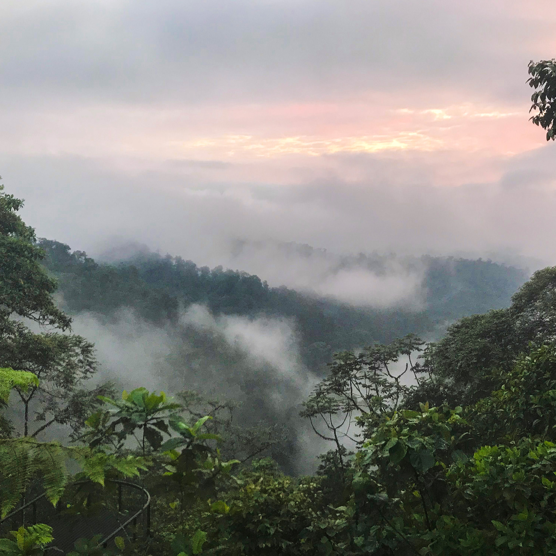 What Can an Energy Company Learn from a Cloud Forest? | NRG Energy
